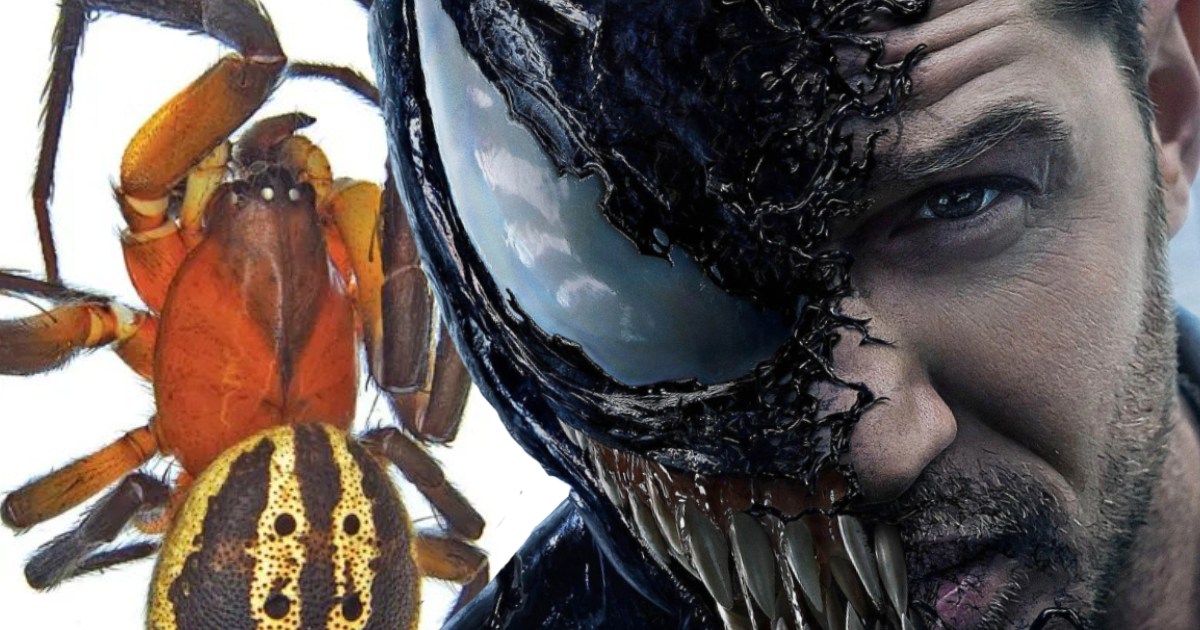 Venom: Tom Hardy Gets a Real-Life Spider Named After His Marvel ...
