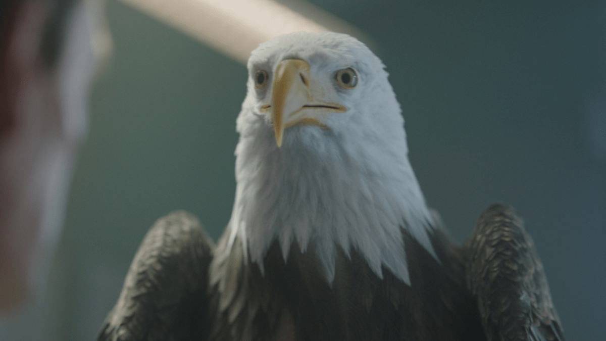 Why Fans Think Eagly Will Die in Peacemaker Season 2 - Comic Book ...