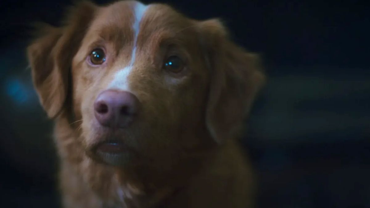 Good Boy Movie’s Dog Indy Wants Animal Actors To Be Considered for ...